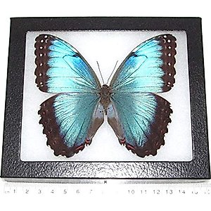 BicBugs Morpho peleides Female Blue Butterfly Costa Rica Framed