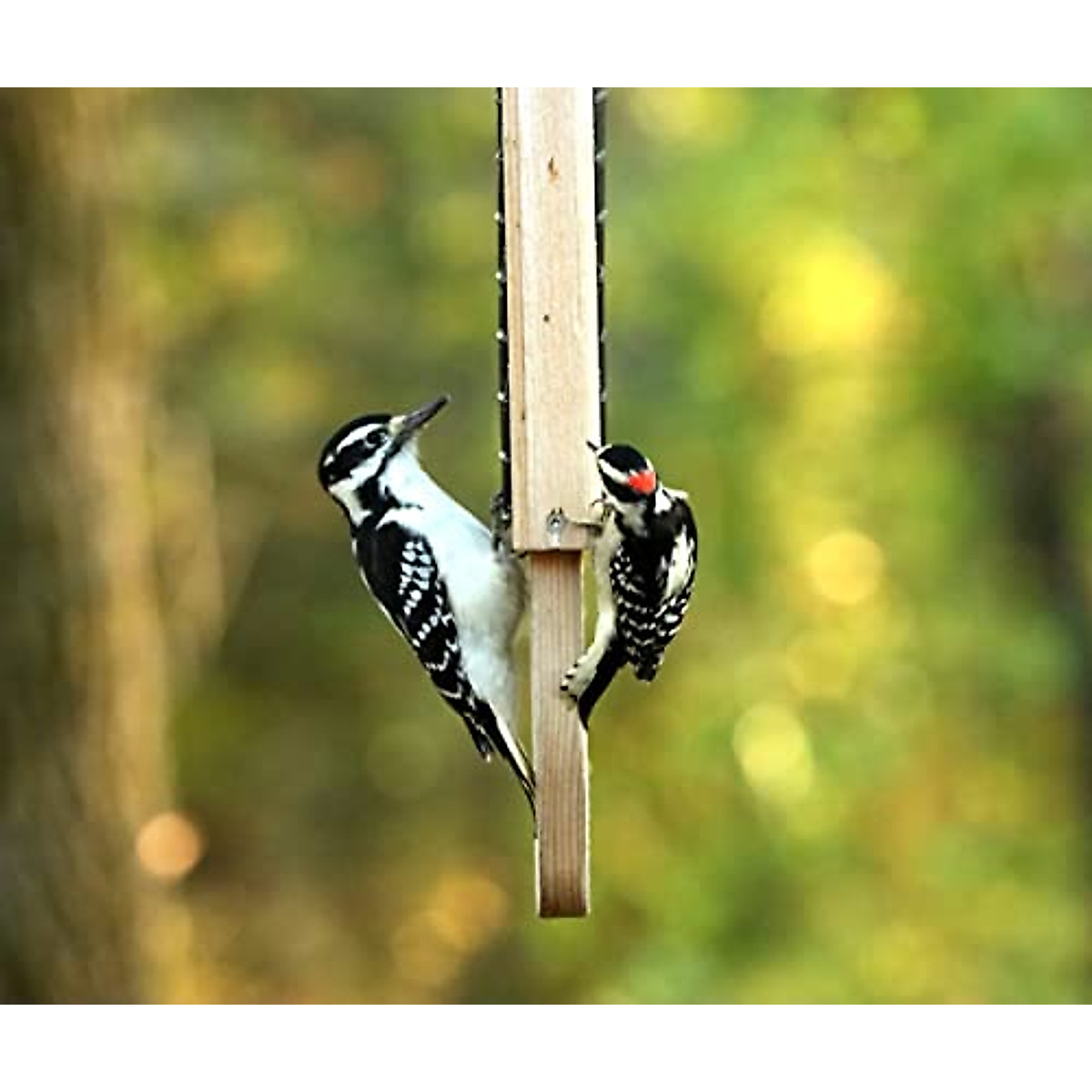 Kettle Moraine Cedar Double Suet Cake Tail Prop Suet Bird Feeder with Hanging Cable