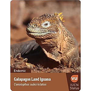 Galapagos Memory Game Land Animals Edition