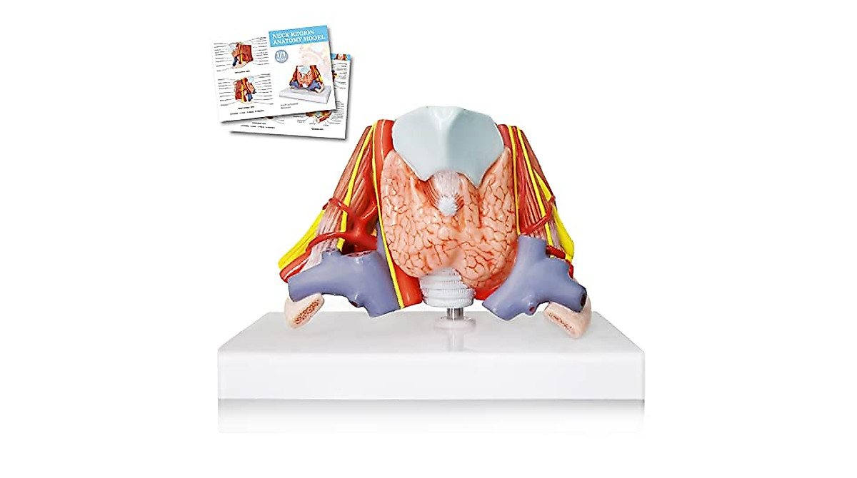 Evotech Human Neck Anatomy Model - Life Size & Detailed