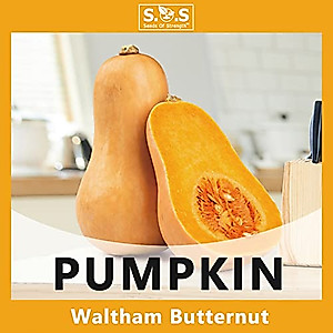 Planting 5 Individual Packets W/Garden Gift Box- Pumpkin, Big Max Pumpkin, Table Queen Squash, Straightneck Squash and Zucchini for Your Non GMO Heirloom Vegetable Garden (5 Variety Pumpkin Seeds)