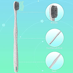 2 Pcs Standard Teeth Model Denture Model Teeth Teaching Model Adult Standard Demonstration Teeth Model with Toothbrush for Kids Teaching Supplies