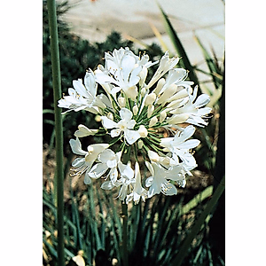 Agapanthus Getty White - 10 Live Plants - Blooming Groundcover Grass