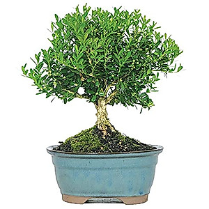 From You Flowers - Harland Boxwood Bonsai Tree for Birthday, Anniversary, Get Well, Congratulations, Thank You