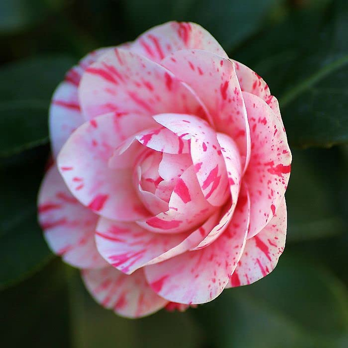 Variegated Camellia Japonica Rose Red Pink Plant Color, Ornaments Perennial Garden Simple to Grow Pots, 10 Inches in Tall