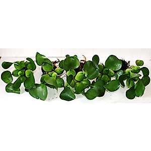 Water Hyacinths Floating Water Garden Plants (5 Live Plants)
