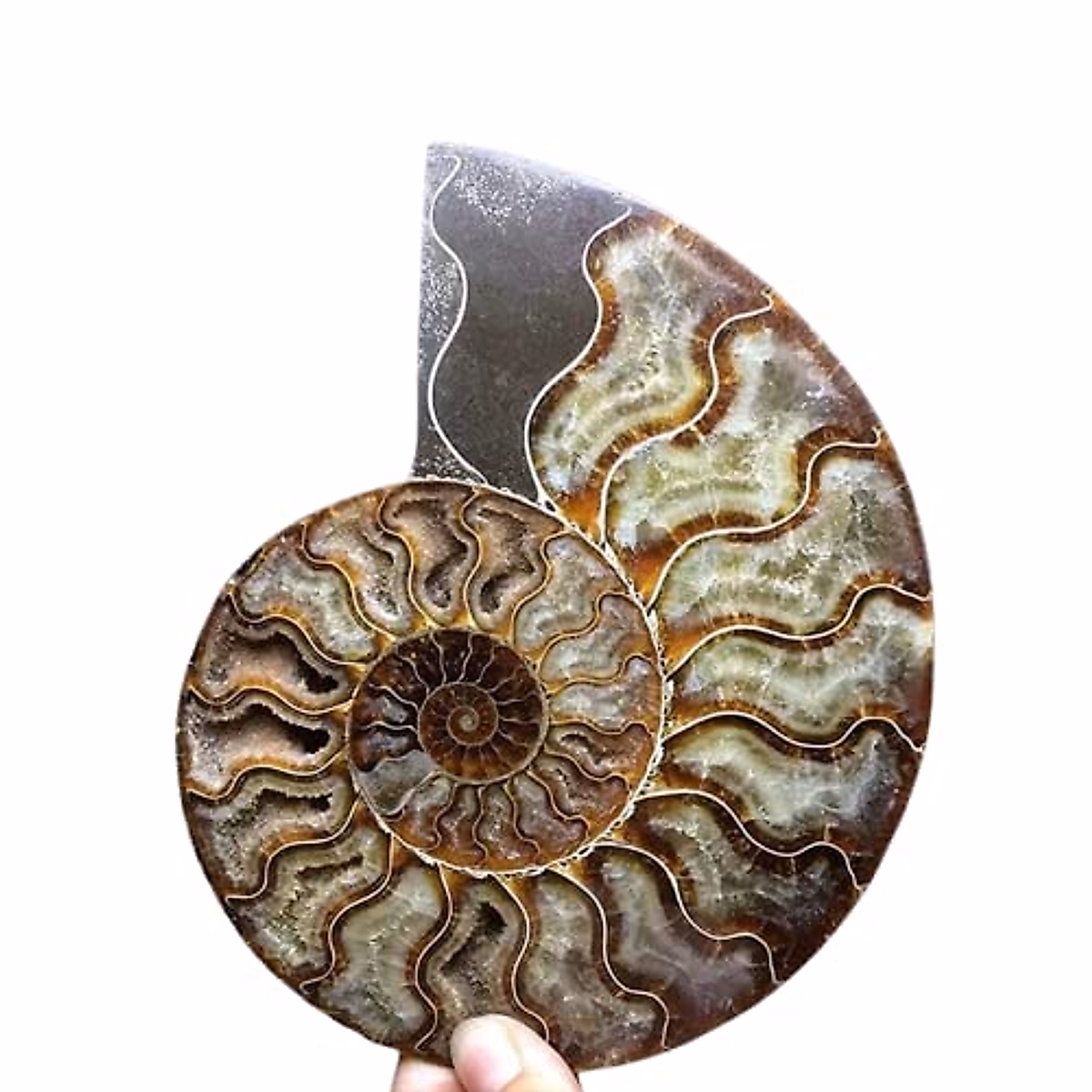 RALDMOV Natural Beautiful Ammonite Fossil Conch Specimen Collectibles Home Decor Gifts Ornament (5-6.5in)
