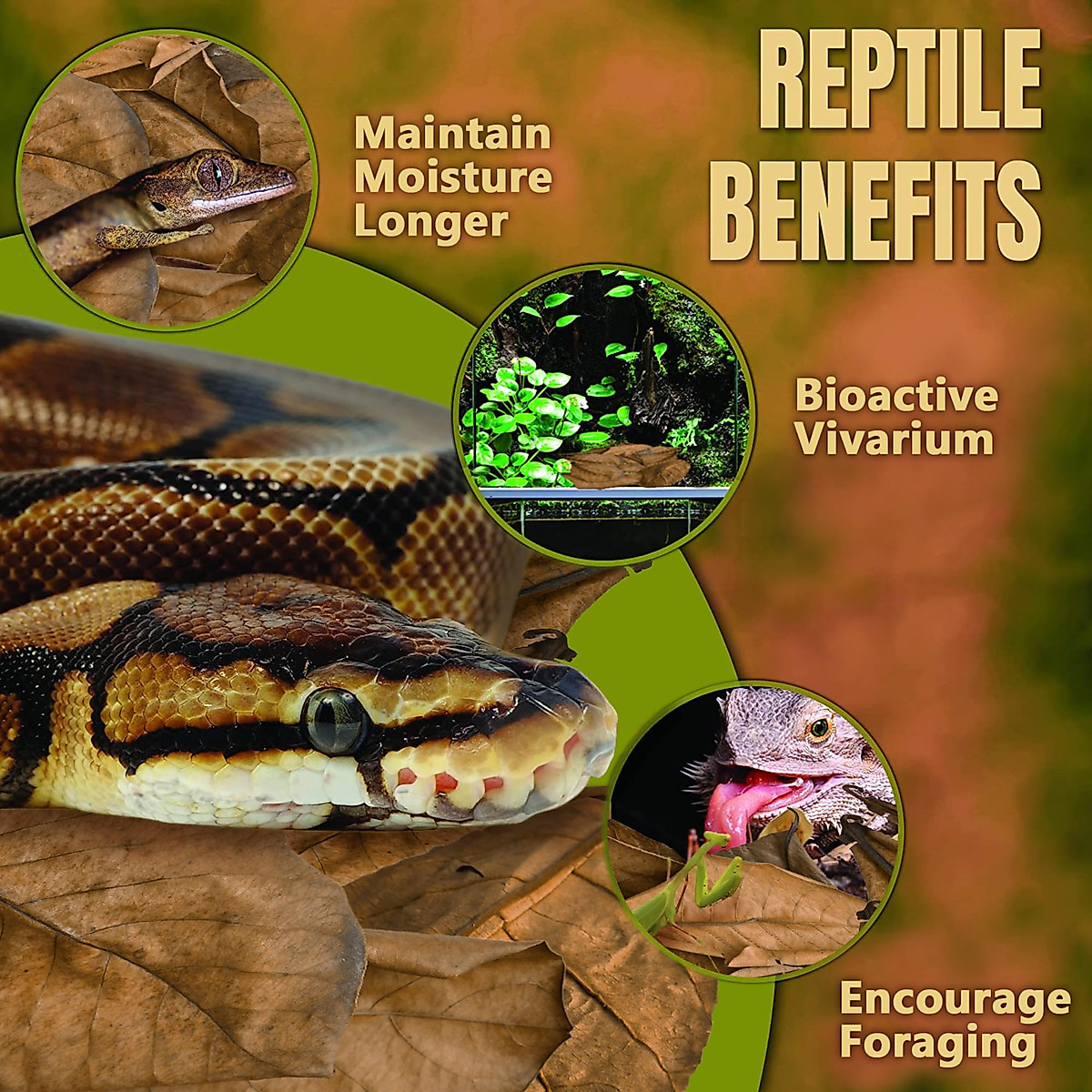 SunGrow Leaf Litter for Snakes, 10 Pcs Medium Indian Almond Catappa Leaves Substrate Maintain Humidity in Corn Snake and Ball Python Terrarium, 7-8 Inches, Reptile Tank Decor Accessories