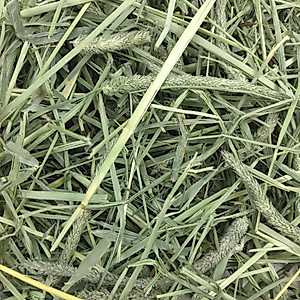 Oxbow Animal Health Western Timothy Hay - All Natural Hay for Rabbits, Guinea Pigs, Chinchillas, Hamsters & Gerbils - 50 lb. Bulk Size