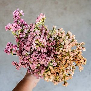 CHUXAY GARDEN Sunset Mix Limonium-Statice,Caspia,Sea-Lavender,Marsh-Rosemary 500 Seeds Great for Dried and Cut Flower Everlasting Flowers Fast Growing & Maintain