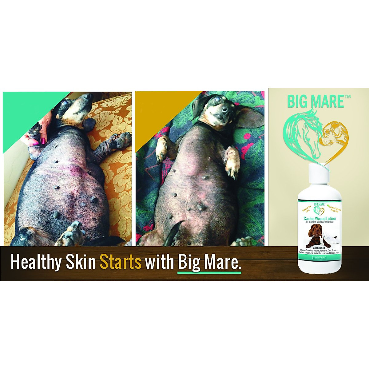 Big Mare Canine Wound Lotion Antibacterial/Antifungal. Clinically Proven Effective for Hot Spots, Open Wounds, Stitches, Yeast, Flea Irritation, Bug Bites & More. Veterinary Approved & Recommended