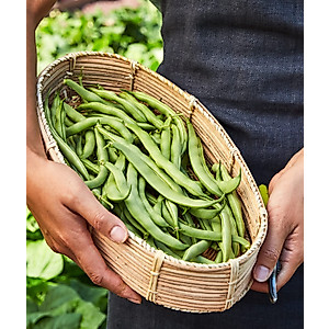 Burpee Stringless Green Pod Bush Bean Seeds 8 ounces of seed