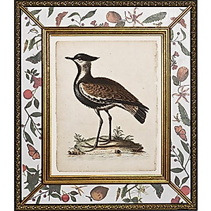 The Black-Breasted Indian Plover