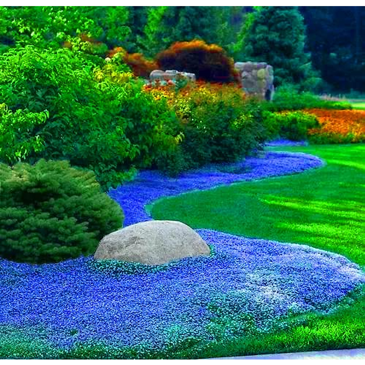 3000+ Mix Creeping Thyme Seeds for Planting, Thymus Serpyllum Heirloom, Ground Cover Plants Easy to Plant and Grow, Blue, Purple, White, Red, Green, Yellow Flowers