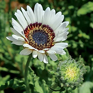 CHUXAY GARDEN 50 Seeds White Zulu Prince African Daisy Seed,Venidium Fastuosum,Cape Daisy,Monarch of The Veld Beauty White Flowers Heat Tolerant Easy Care