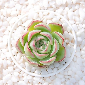 npkgvia White Gravel Pebble Stones Vase Fillers Potted Decorative Stone Garden Ornaments Ornament Bulk (White, One Size)