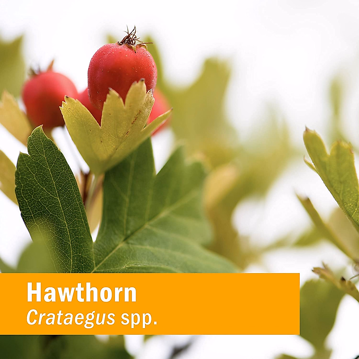 Herb Pharm Hawthorn Blend Liquid Extract for Cardiovascular and Circulatory Support, 1 Fl Oz