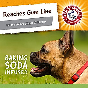 Arm & Hammer for Pets Nubbies Dental Toys T-Rex Dental Chew Toy for Dogs Best Dog Chew Toy for Moderate Chewers Reduces Plaque & Tartar Buildup Without Brushing, Mint Flavor (Pack of 1)