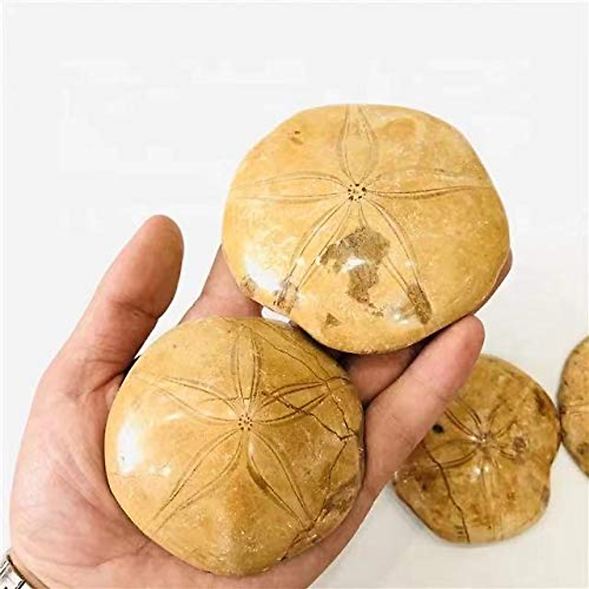 moonlightcrystal 1pc Polished Natural Ammonite Fossils Starfish Asteroid Fossils Specimen