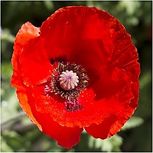 Seed Needs, 100,000+ Red Poppy Corn Poppy Seeds for Planting (Papaver rhoeas) Attracts Pollinators, Red Blooms Bulk