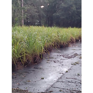 Lemongrass 4 Live Plants Each 8-12" Tall fully rooted