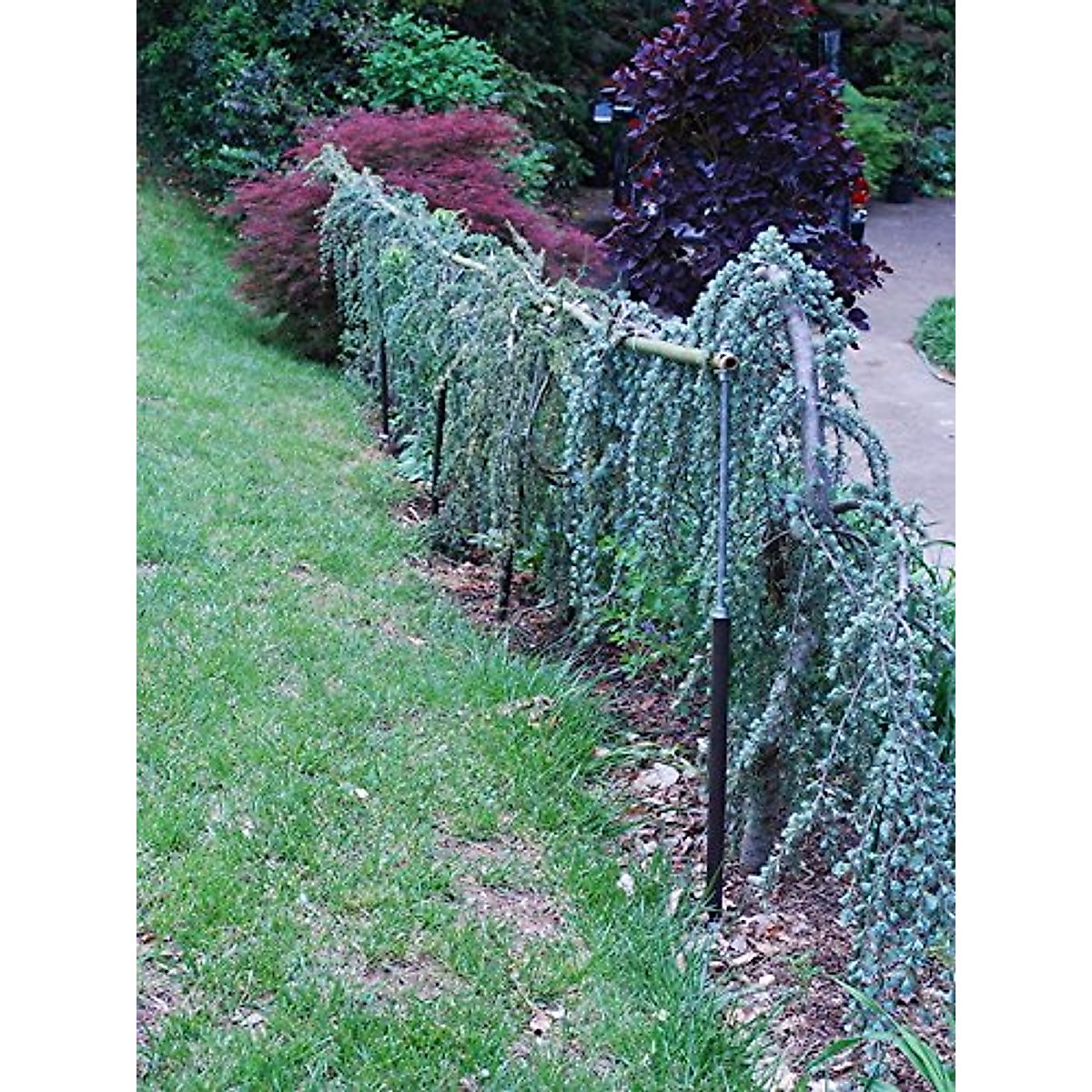 Weeping Blue Atlas Cedar 3 - Year Live Tree