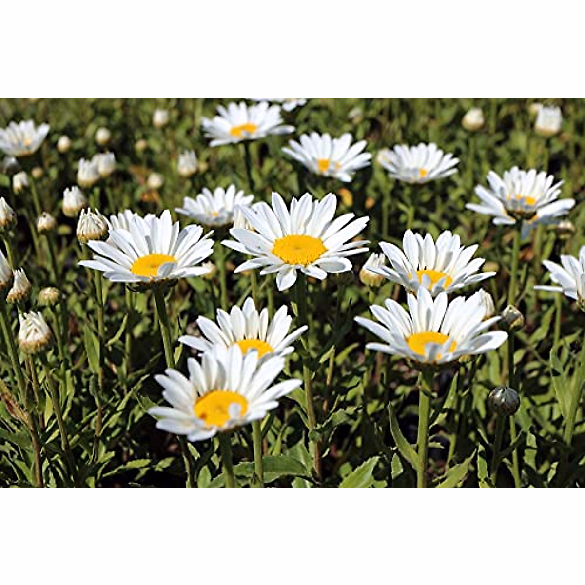 Shasta Daisy Flower Seeds for Planting, 1500+ Seeds Per Packet, Chrysanthemum Genus, (Isla's Garden Seeds), Non GMO & Heirloom Seeds, Scientific Name: Chrysanthemum Maximum, Great Home Garden Gift