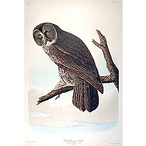 Great Cinereous Owl. From"The Birds of America" (Amsterdam Edition)