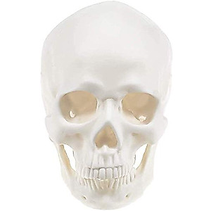 1:1 Human Skull Realistic Life Size Replica Medical Anatomy Model Home Halloween Skull Decorations Art Supplies