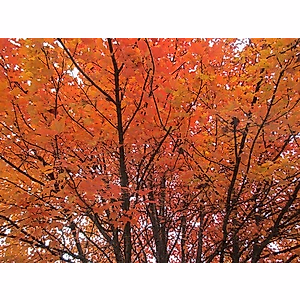 Autumn Blaze Maple Tree - 1 Gallon, 5ft Tall - Established Roots Potted - Acer x Freemanii, Fast Growing Tree, Fall Colors