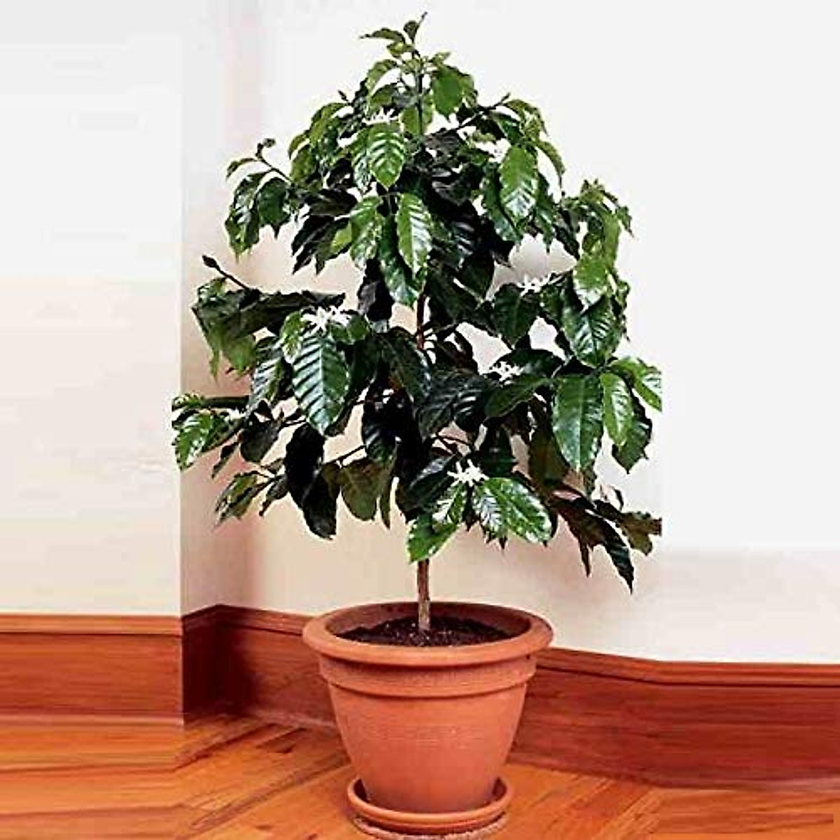 Seeds4planting - Seeds Arabian Coffee Tree Dwarf Plant Mountain Perennial Flowers