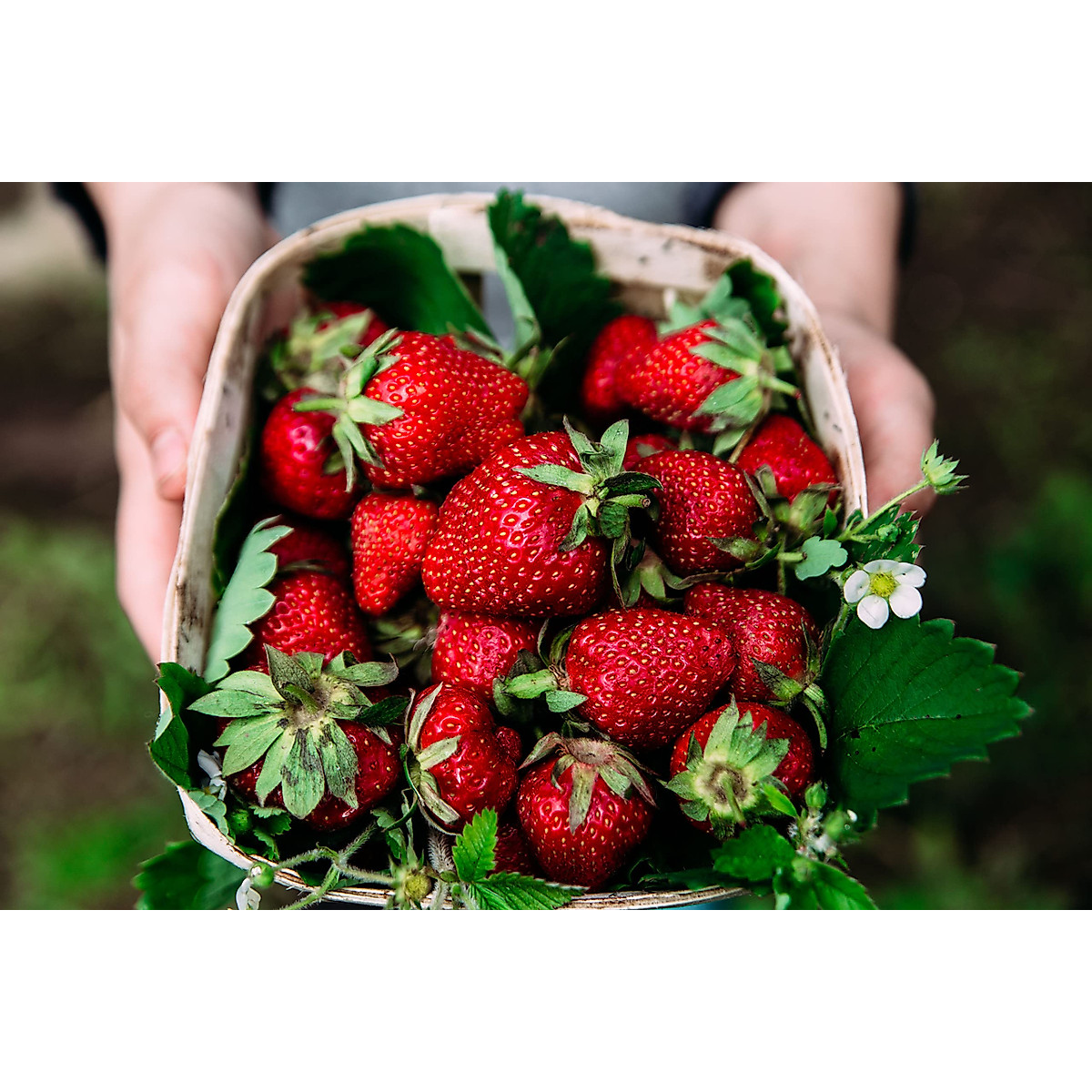 Albion Everbearing Strawberry Bare Roots Plants, 25 per Pack, Hardy Plants Non GMO…