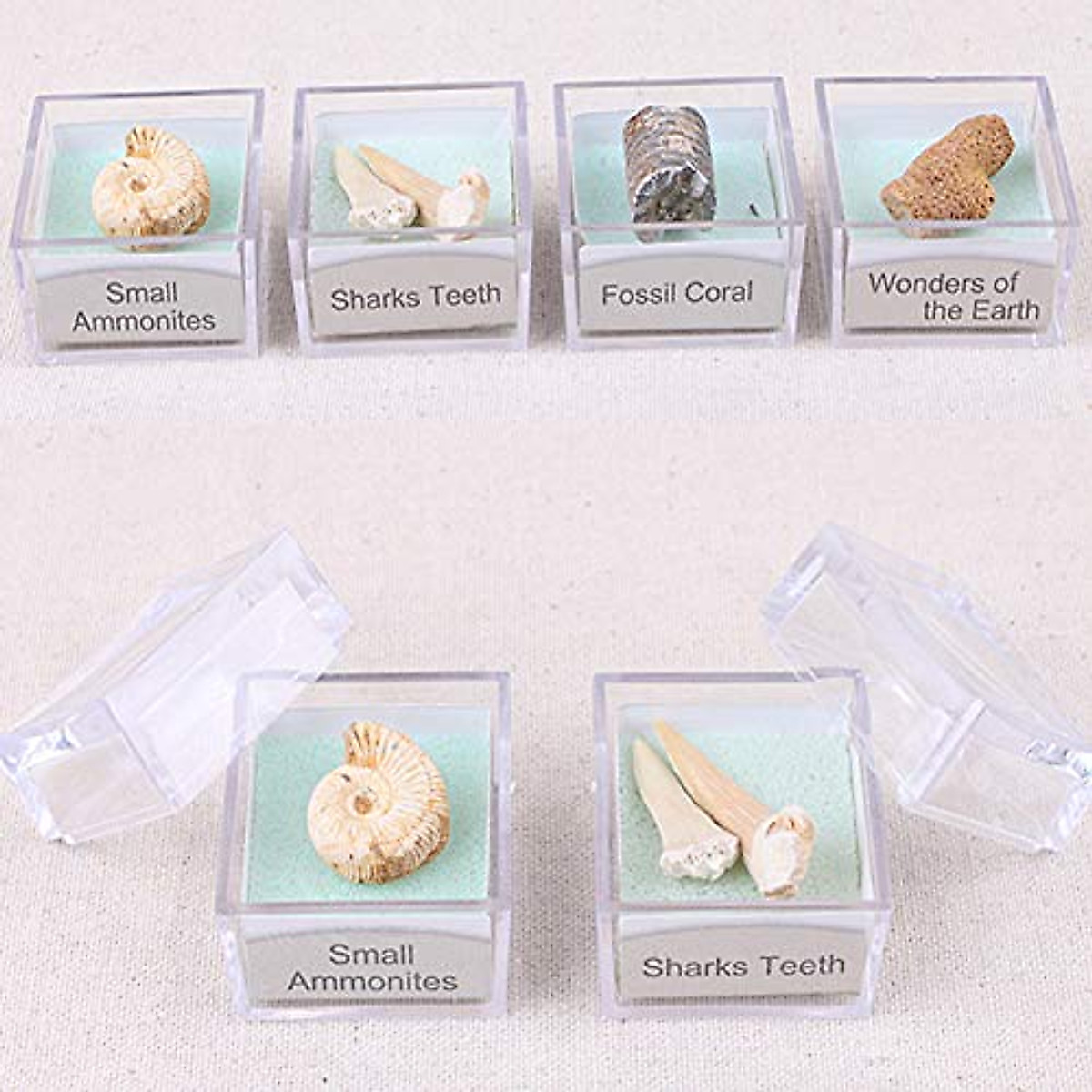 Transparent Specimen Box,Protolith Specimen Ammonite Shark Teeth Gastropod Coral Fossils Stone Collection - Random Style