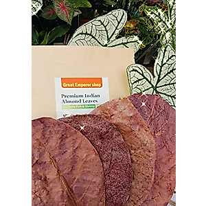 Pufa Great Emperor shop Premium Indian Almond Leaves Medium Catappa for Betta Fish & Shrimps|Best / Shrimp |Indian Almonds Naturally sourced Help Boost immunity 65g.