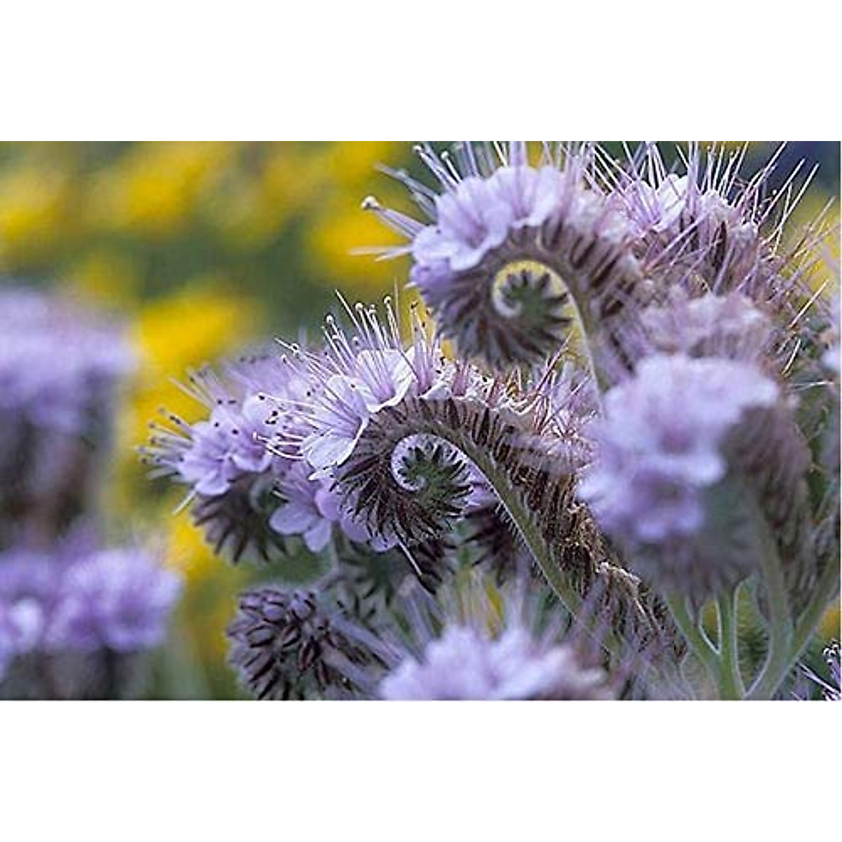 1161B-Tall Purple Fiddleneck (Phacelia tanacetifolia) Seeds by Robsrareandgiantseeds UPC0764425787952 Non-GMO,Organic,USA Grower,Bonsai,1161-B Package of 25 Seeds