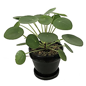 Hirt's Gardens Chinese Money Plant - Pilea peperomioides - 4" Pot