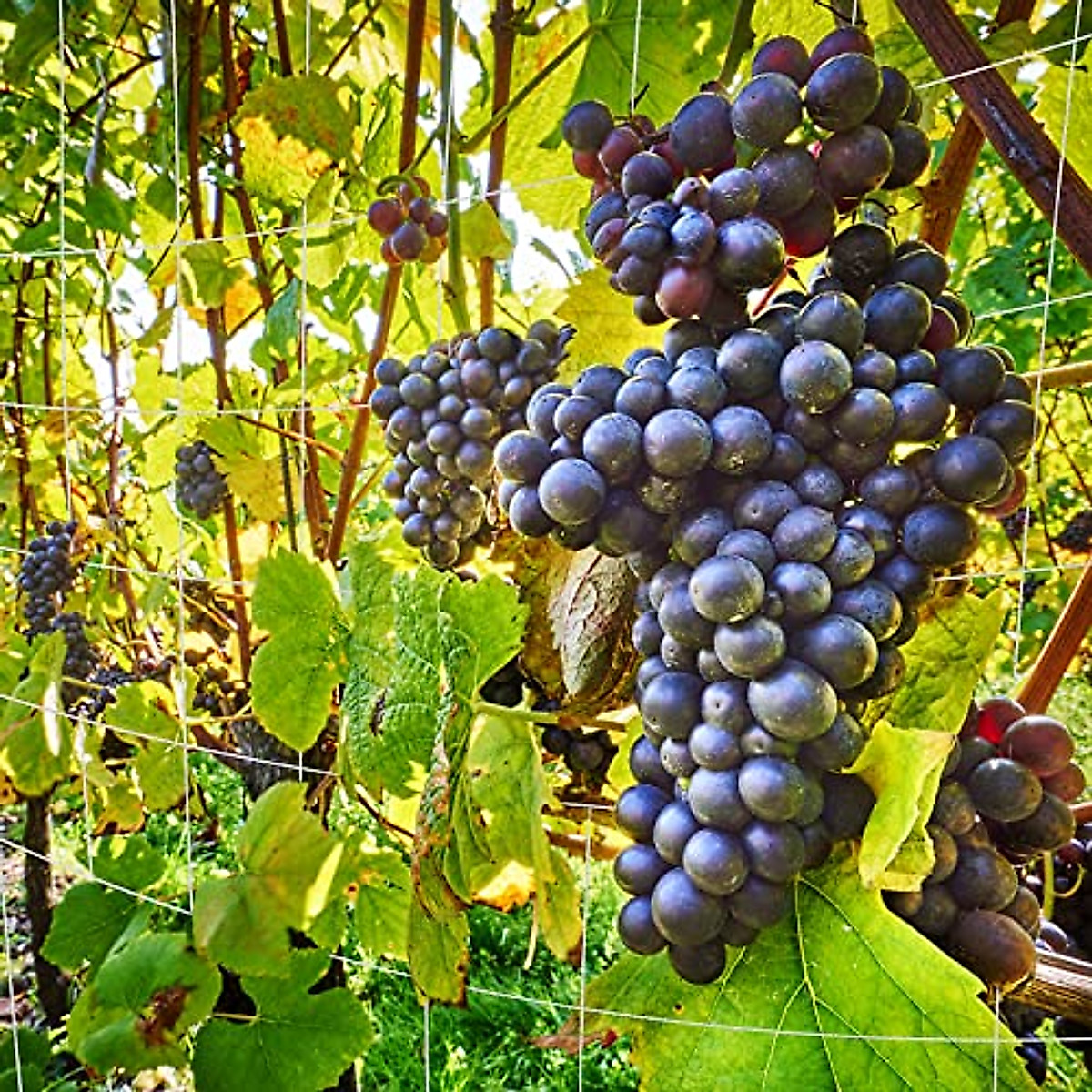 Seedfactor 5 x 15 ft. Plant Trellis Netting, Heavy-Duty Polyester Grow Net, Garden Trellis Netting with Square Mesh for Climbing Plants, Vegetables, Fruits, and Flowers, 1-Pack