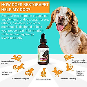 RestoraPet 1-Pack Dog & Cat Bacon Liquid Multivitamin | Dog Arthritis Pain Relief | Hip & Joint Vitamins for Dogs - Anti Inflammatory Supplement for Dogs & Cats | Organic & Non-GMO, Vet Approved