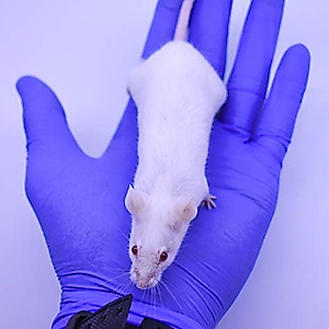 MiceDirect Frozen Mice Combo Pack of 50 Small Adult & Large Adult Feeder Mice – 25 Small Adults & 25 Large Adults - Food for Corn Snakes, Ball Pythons, & Pet Reptiles - Snake Feed Supplies