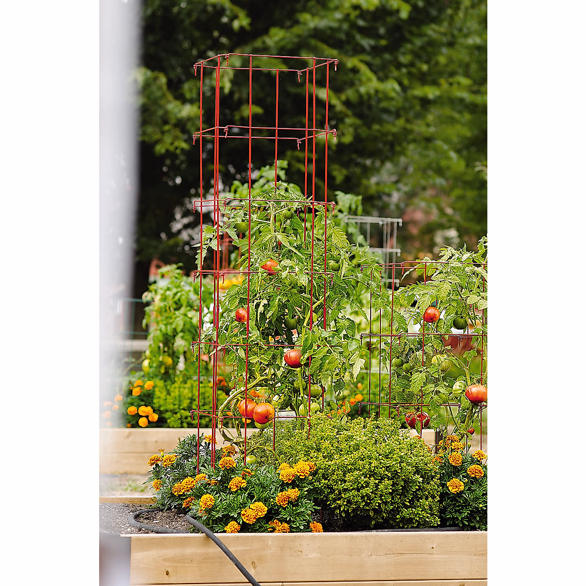 Gardeners Supply Company Lifetime Tomato Cages Plant Stand | Heavy Gauge Sturdy Garden Plants Support for Tomatoes and Other Climbing Plants | No Assembly Needed - Red (Set of 4)