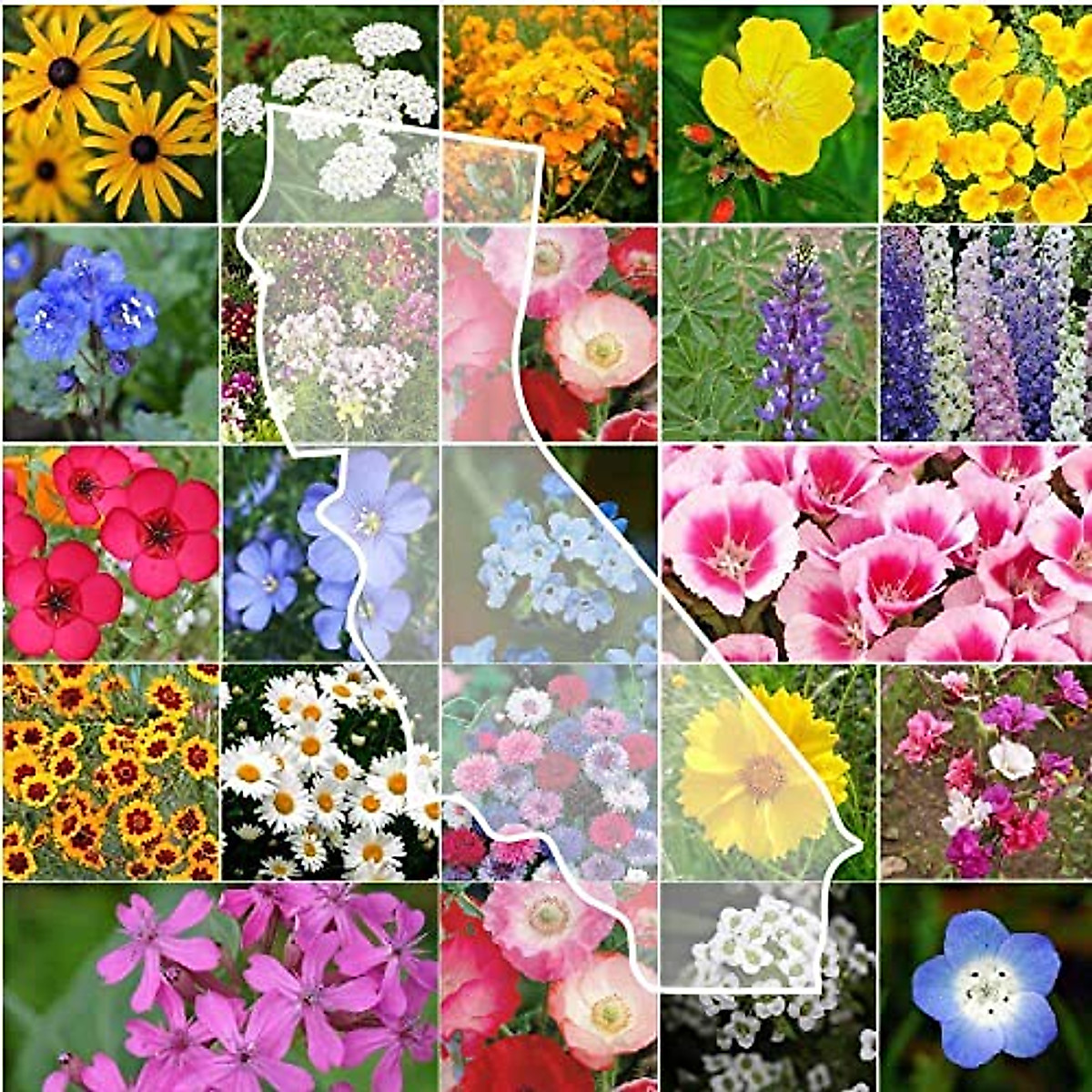 California Wildflower Seed Mix - 1 Pound - Mixed Wildflower Seeds, Attracts Bees, Attracts Butterflies, Attracts Hummingbirds, Attracts Pollinators, Easy to Grow & Maintain, Cut Flower Garden