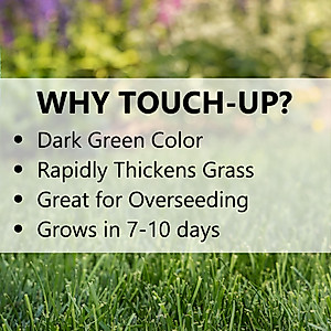 Jonathan Green (12120) Touch-Up TRI-RYE Perennial Ryegrass Grass Seed - Cool Season Lawn Seed (3 lb)