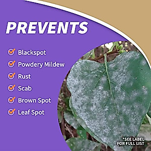 Bonide Captain Jack's Tomato & Vegetable Spray, 32 oz Ready-to-Use Spray, Insect & Disease Control for Organic Gardening