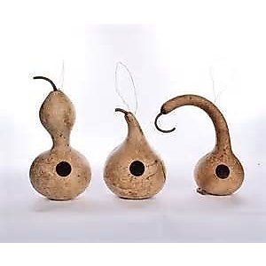 Gourd Seeds Birdhouse Bottle Gourd Seeds, 25 Seed Pack, USA Product.