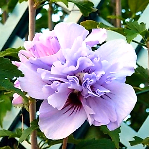 1 Purple Rose of Sharon Plants Live in Quart Container, Althea Hibiscus Plants Live, Hibiscus Flowers Plants Hibiscus Syriacus