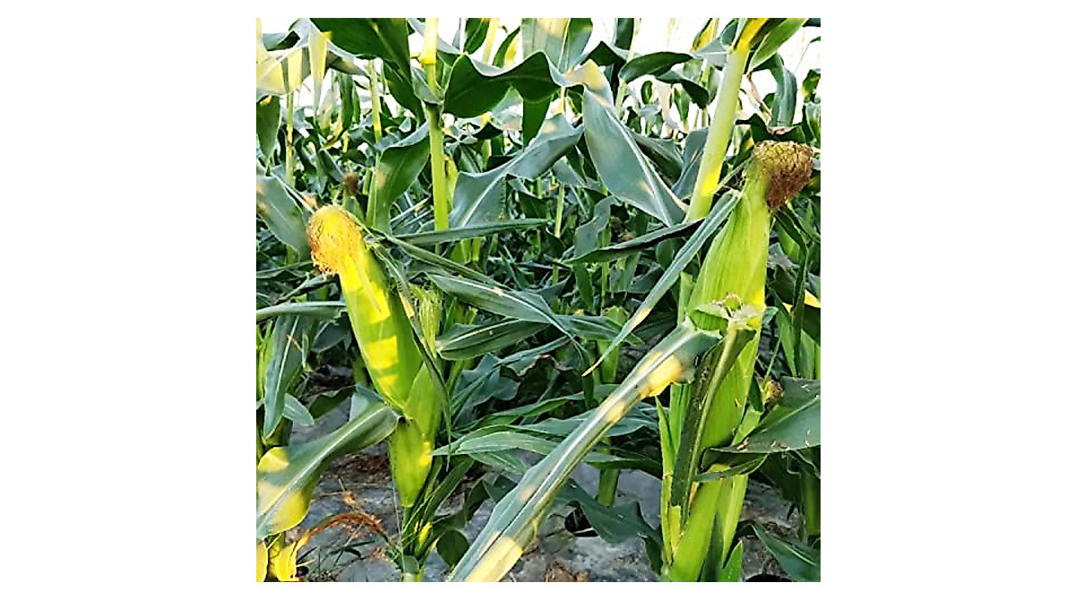 Peaches and Cream Bi-Color Sweet Corn Seeds – Non GMO