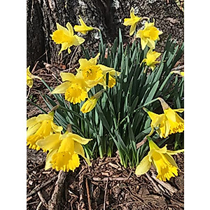 Dutch Master Daffodil 50 Bulbs -Deer & Rodent Resistant - 14/16 cm Bulbs