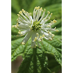 6 Goldenseal Roots Live Herb Plants Planting Ornaments Perennial Garden Simple to Grow Pots Gifts