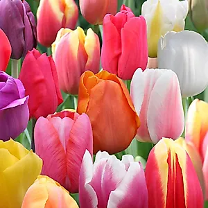100 Darwin Tulip Mix Flower Bulb Box with Easy Carry Handle - Red, Yellow, Orange and Purple Colors - Easy to Grow Flowers - Plant in Gardens, Containers & Flowerbeds - Planting Instructions Included
