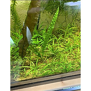 15x Dwarf Sagittaria Subulata Dwarf Sag Live Aquarium Plants Aquatic Carpet Plant Buy 2 GET 1FREE